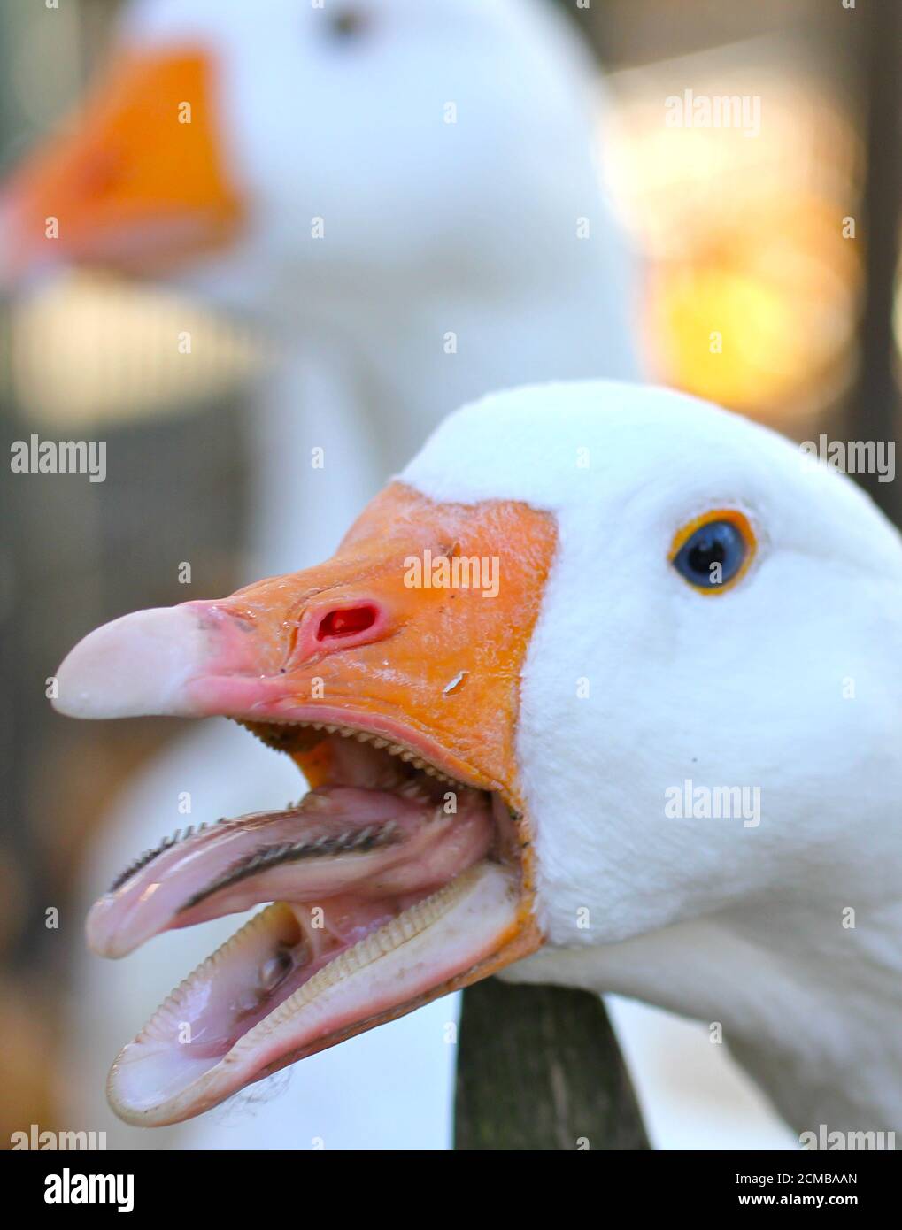 Goose attack hi-res stock photography and images - Alamy