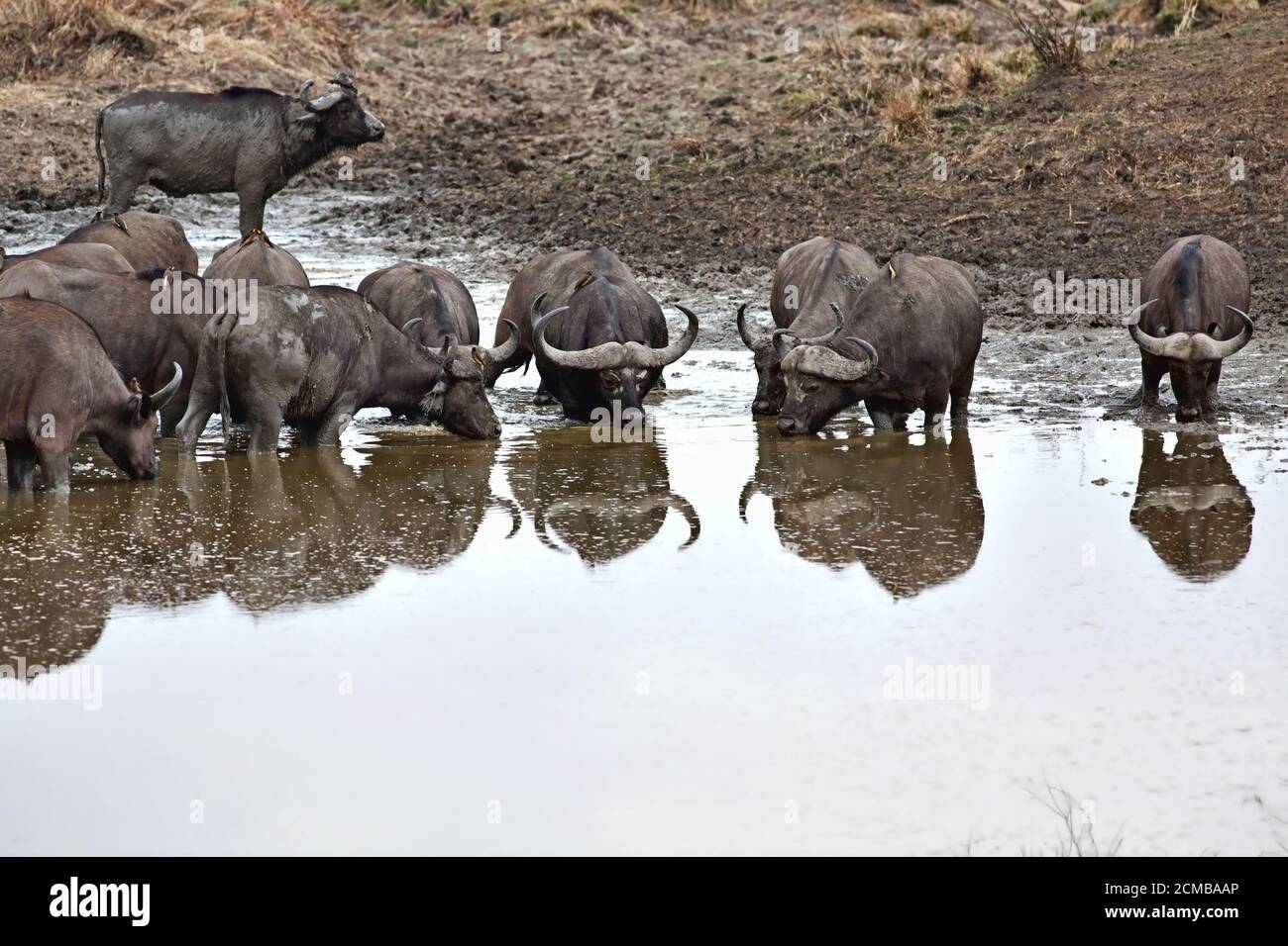 Savannah waterhole [african buffalo] hi-res stock photography and ...