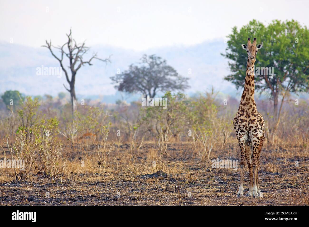 Graceful giraffe hi-res stock photography and images - Alamy
