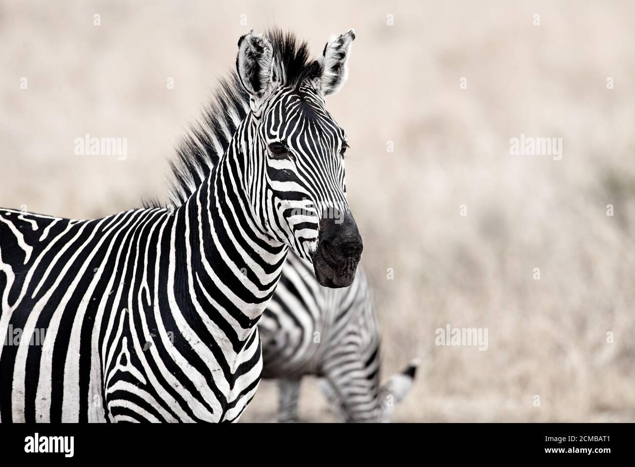 Preservation of african wildlife hi-res stock photography and images ...