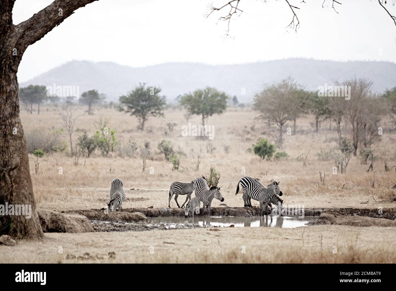 African wildlife habitat preservation hi-res stock photography and ...