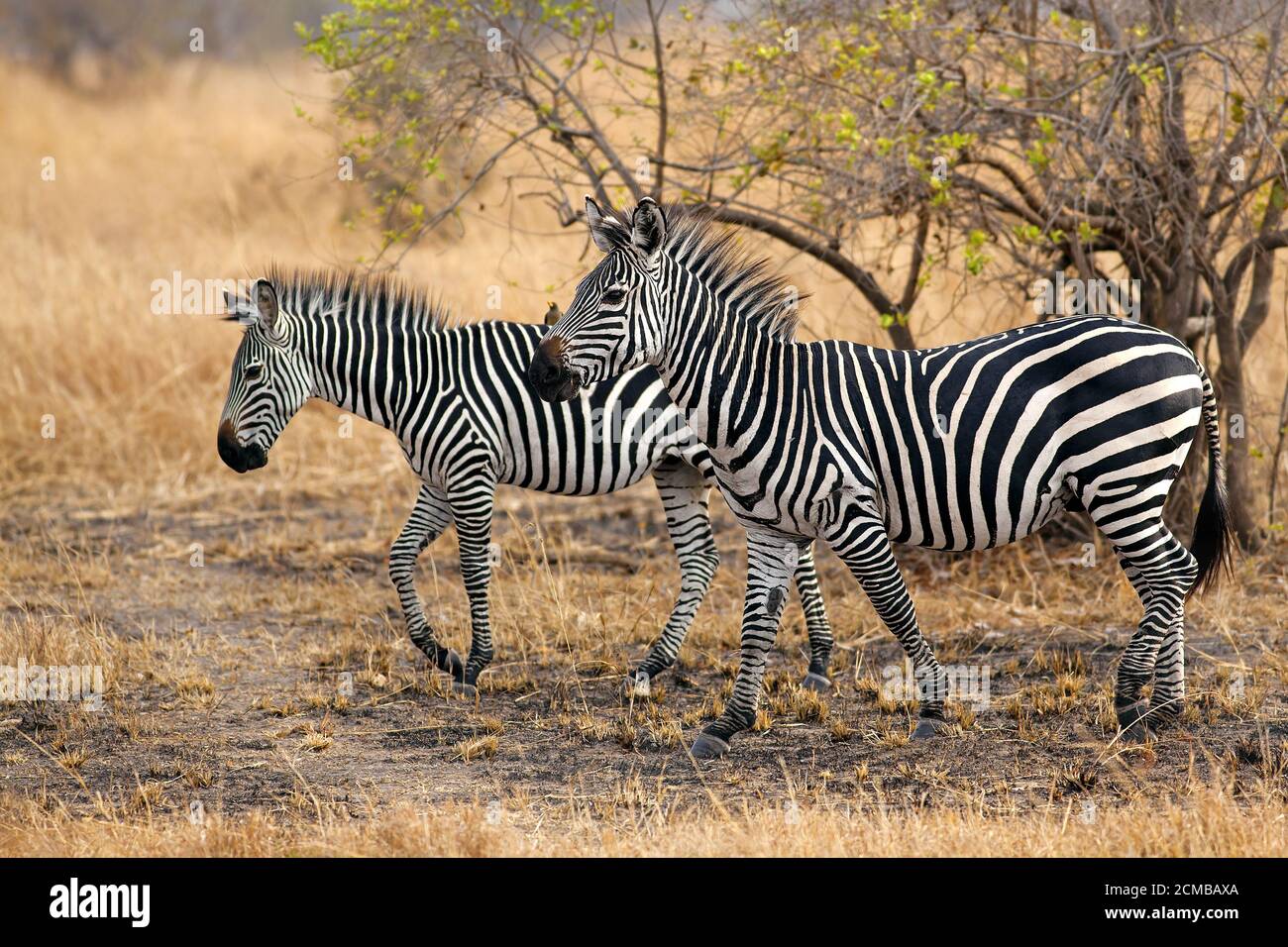 African wildlife habitat preservation hi-res stock photography and ...