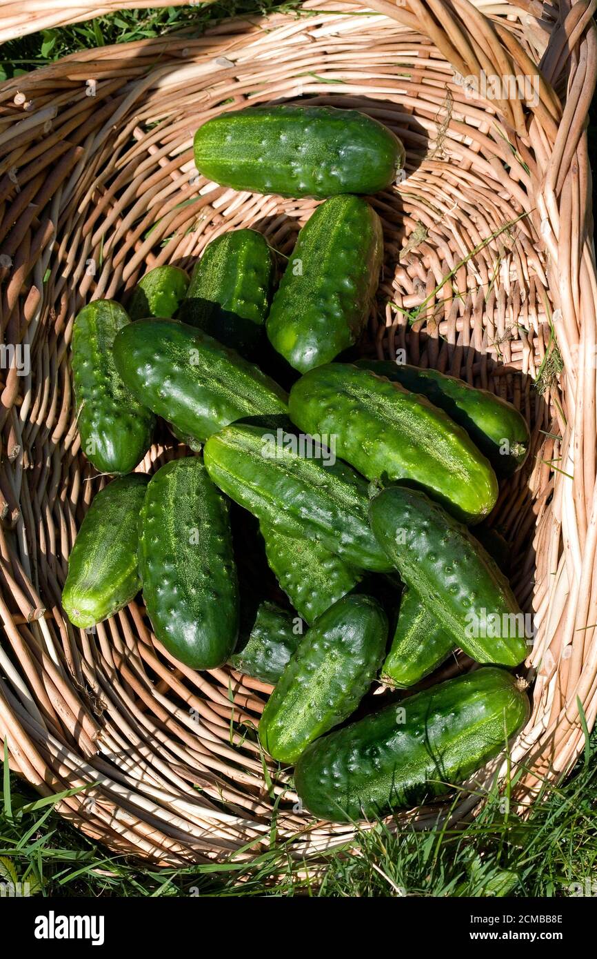Gherkin or Pickle, cucumis sativus, Vegetable garden in Normandy Stock ...