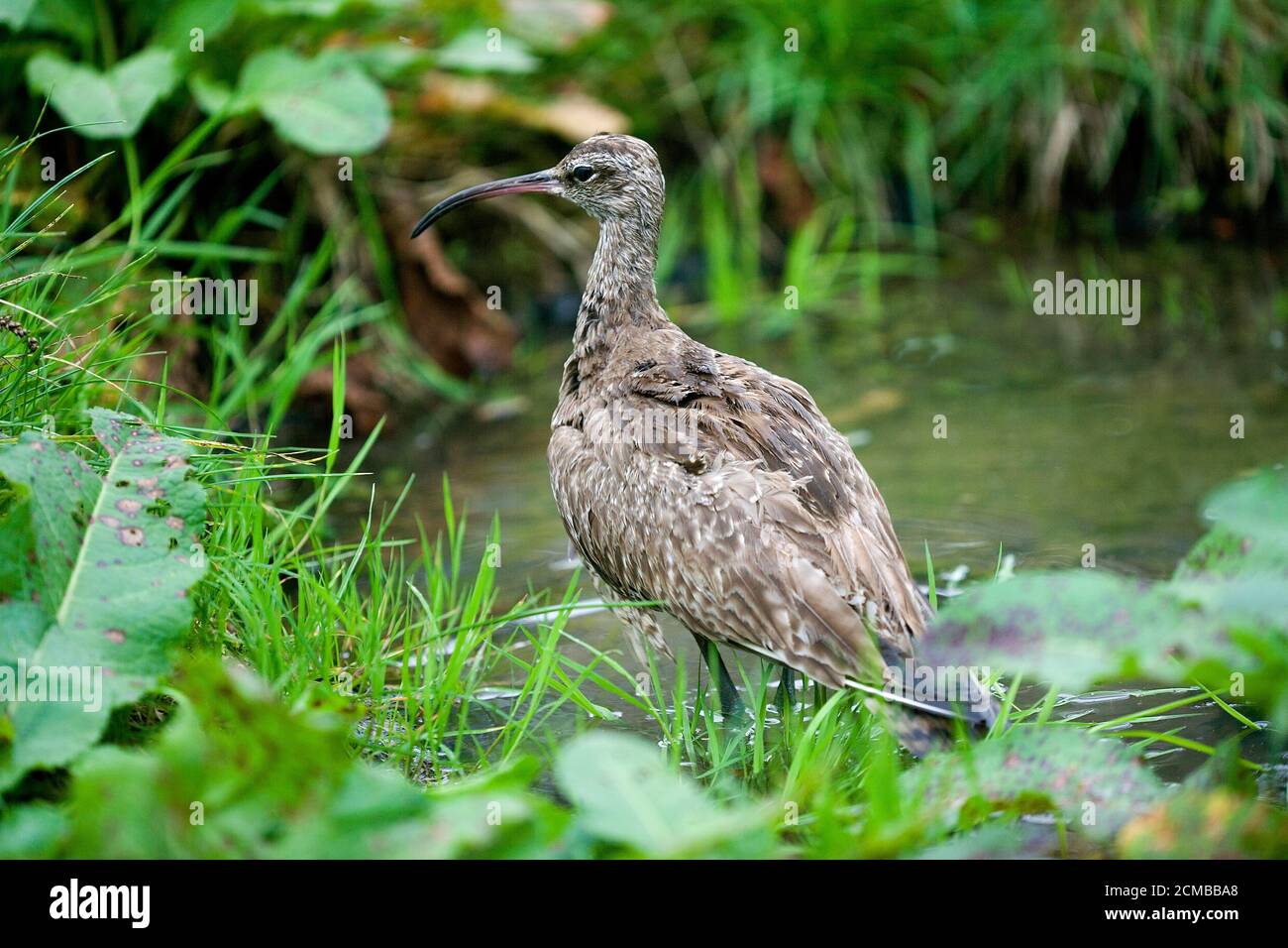 Eurasian Curlew, numenius arquata, Adult standing on Water, Normandy ...