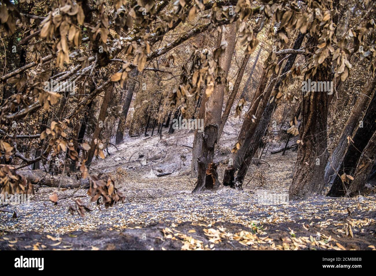 Bonny Doon, United States. 16th Sep, 2020. BONNY DOON, CALIFORNIA ...