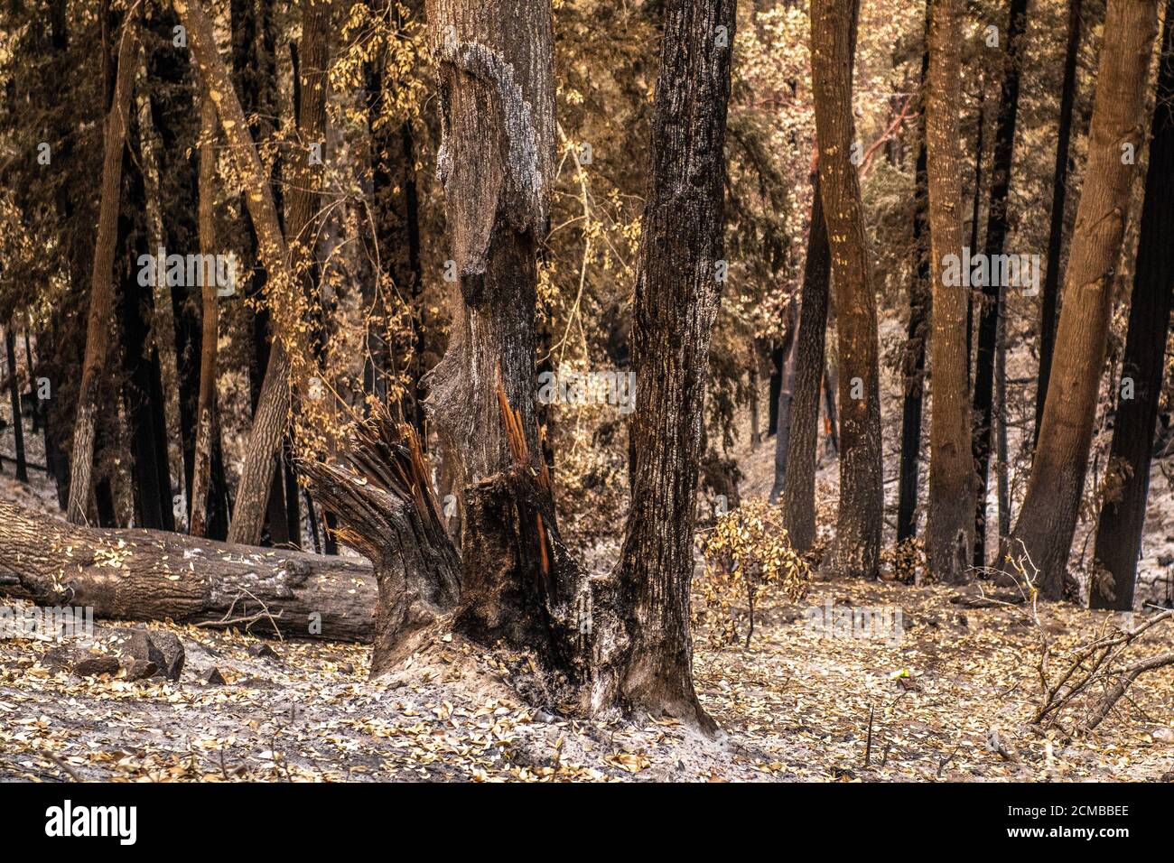Bonny Doon, United States. 16th Sep, 2020. BONNY DOON, CALIFORNIA ...