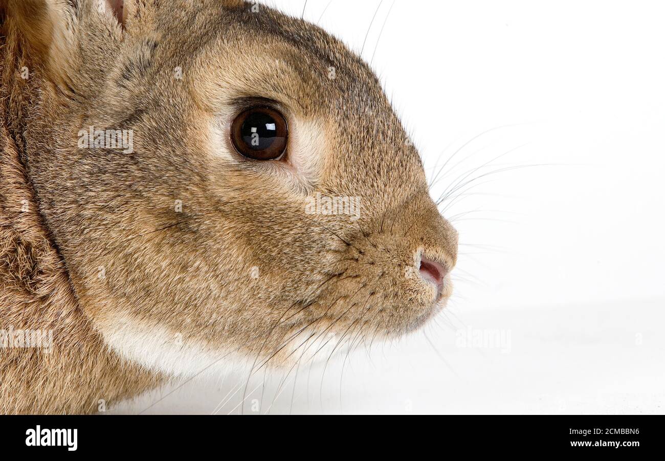 Normandy Domestic Rabbit, Adult against White Background Stock Photo ...