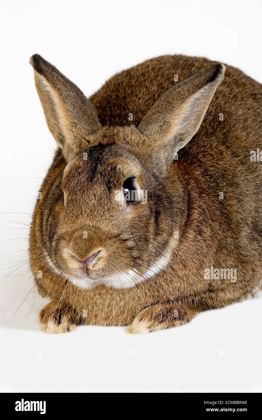Normandy Domestic Rabbit, Adult against White Background Stock Photo ...
