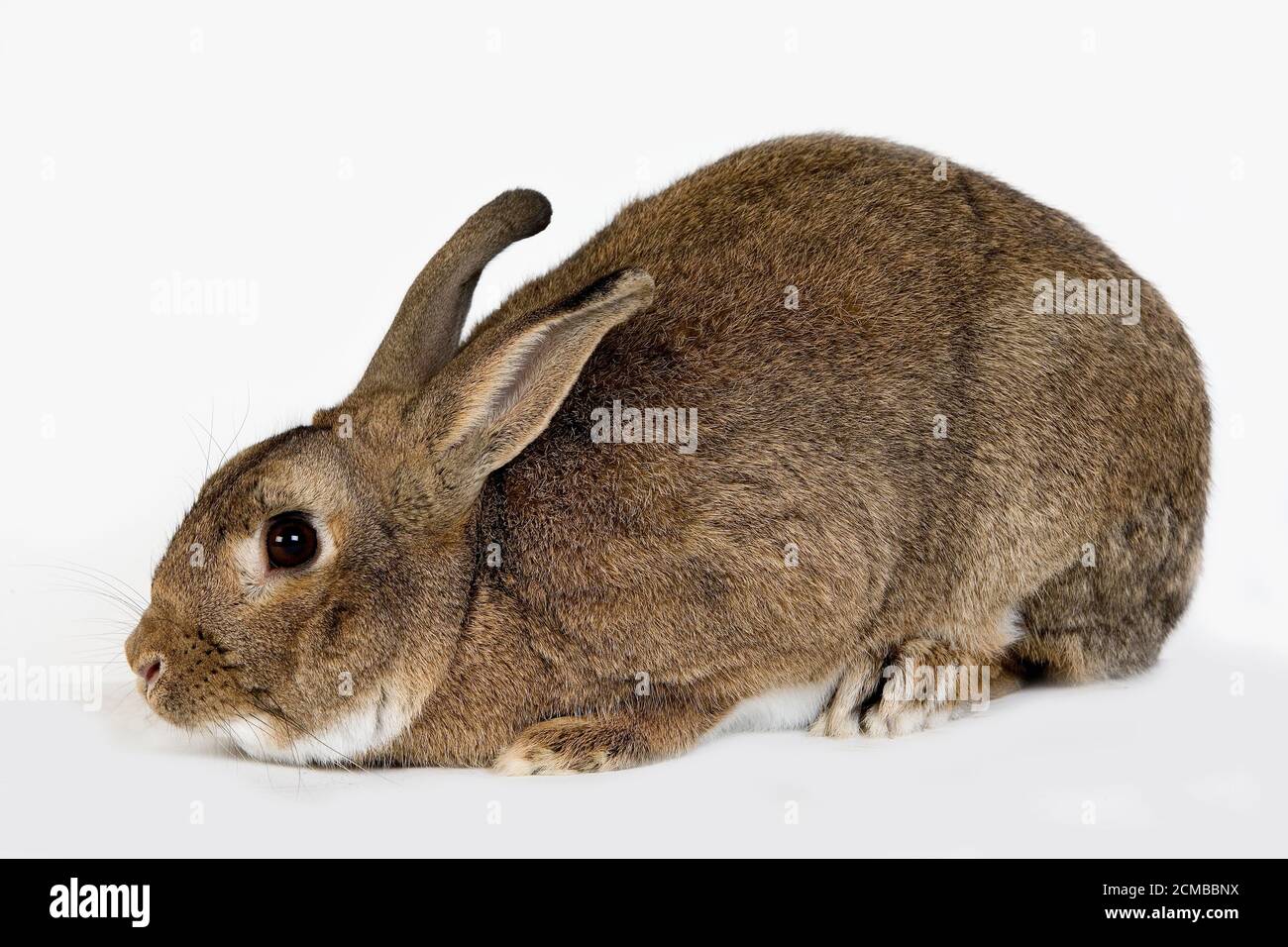 Normandy Domestic Rabbit, Adult against White Background Stock Photo ...