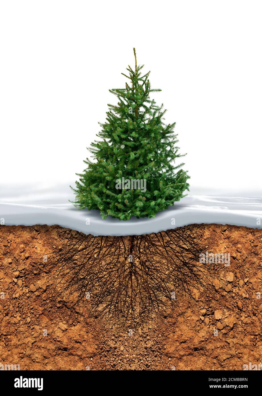 Spruce tree roots in soil beneath. Proper winter snow layer is ...