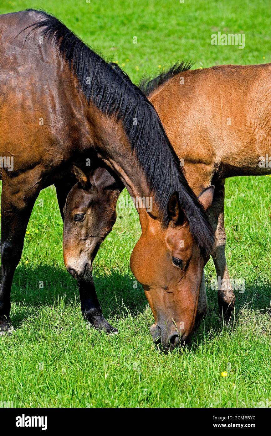 French Trotter, Mare with Foal standing in Paddock, Normandy Stock ...