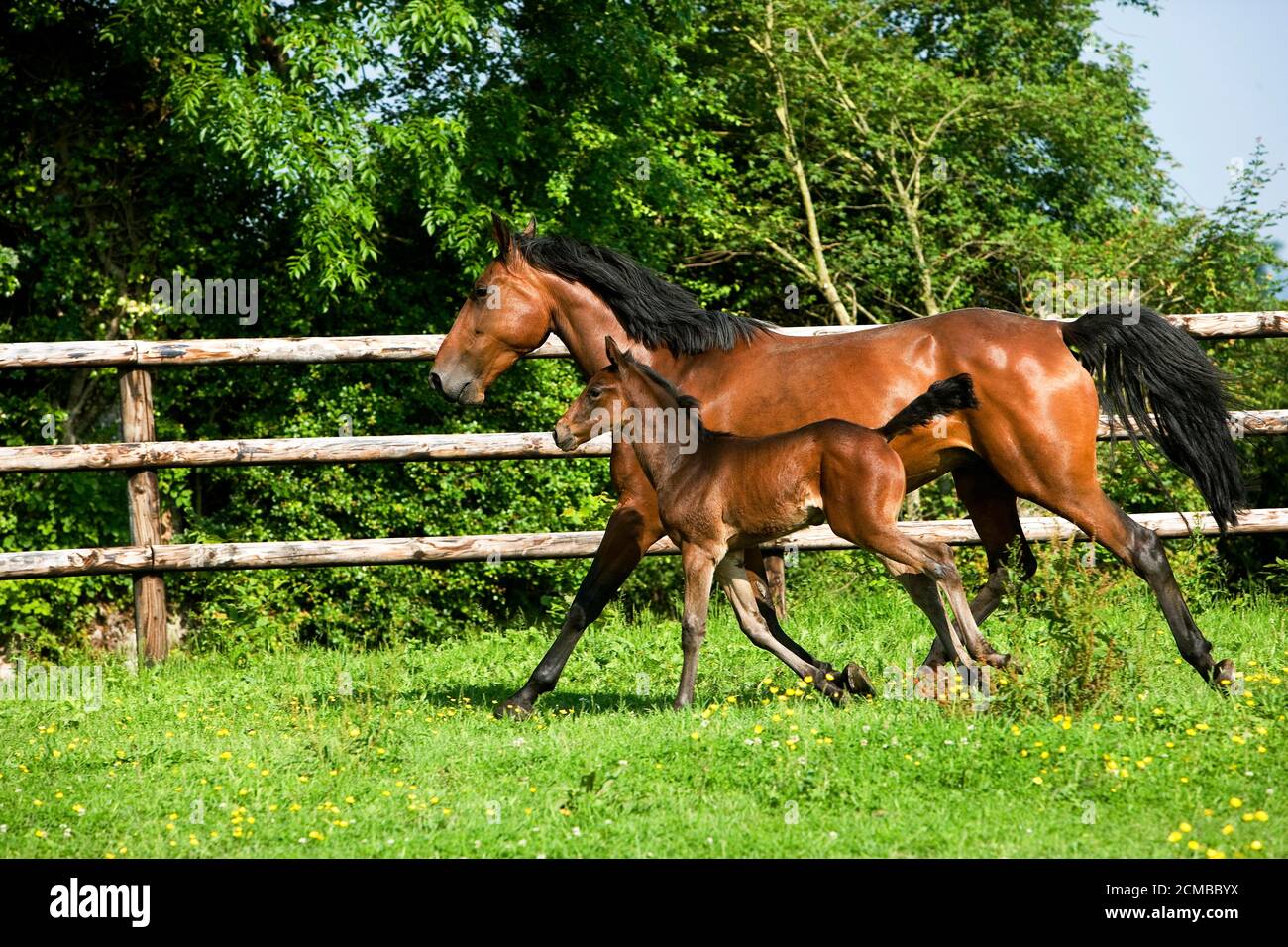 French Trotter, Mare with Foal Trotting in Paddock, Normandy Stock ...
