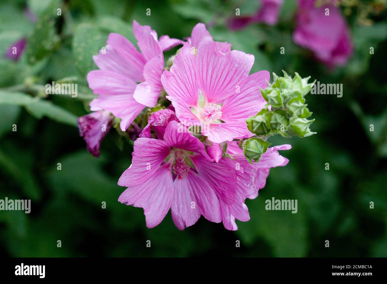 Tree mallow lavatera rosea flower hi-res stock photography and images ...
