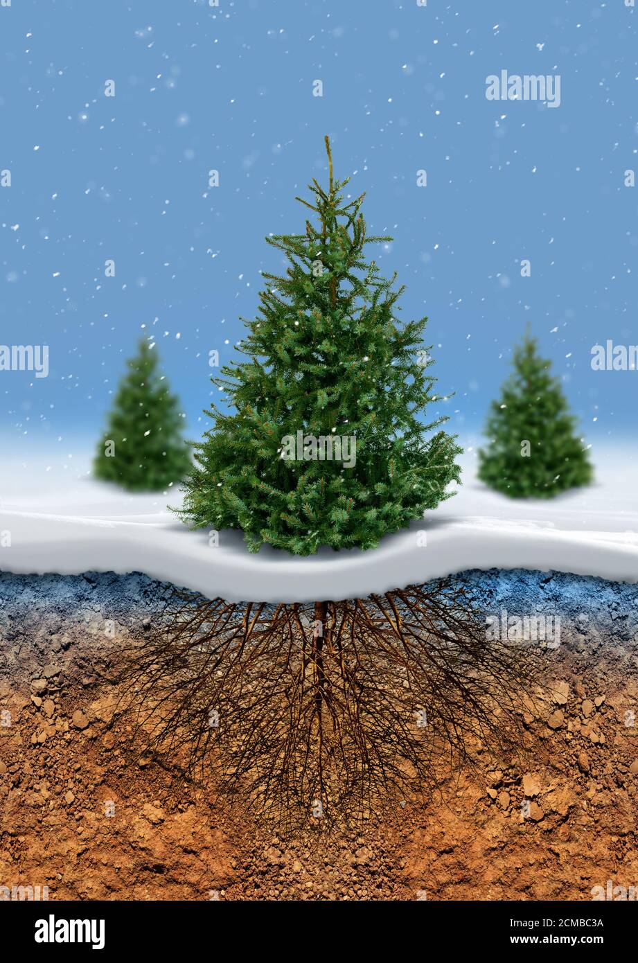 Spruce tree roots in soil beneath. Thick snow layer is protecting ...