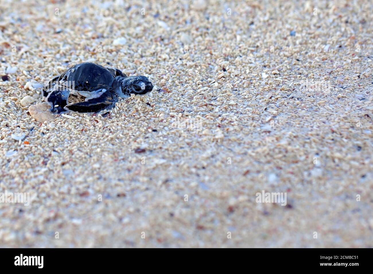 Green Sea Turtle Hatchling Stock Photo - Alamy