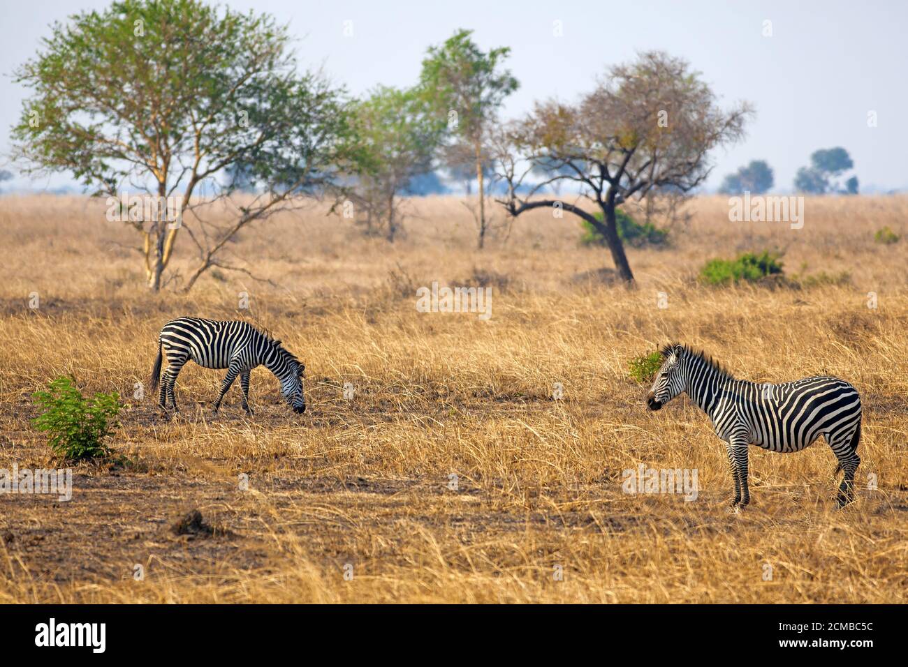 Preservation of african wildlife hi-res stock photography and images ...