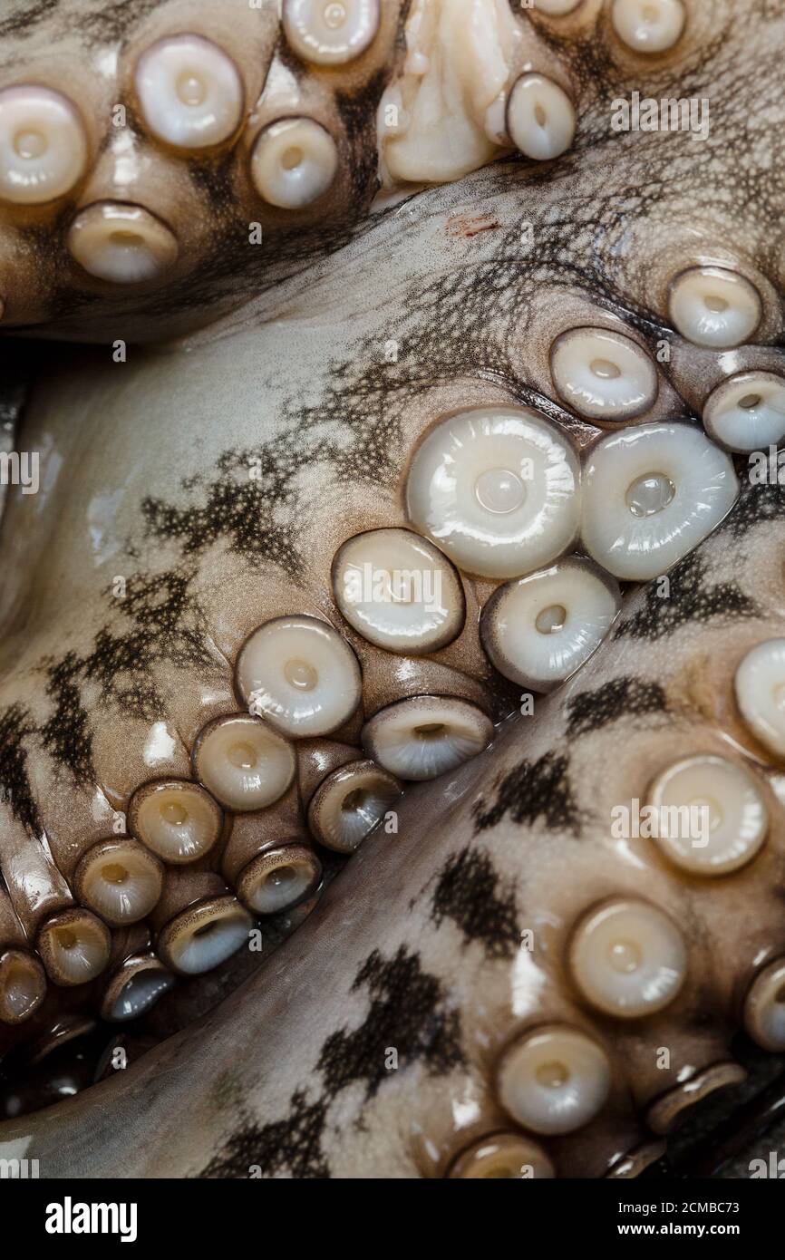 Seafood, close-up parts of raw octopus ready for preparing, view from ...