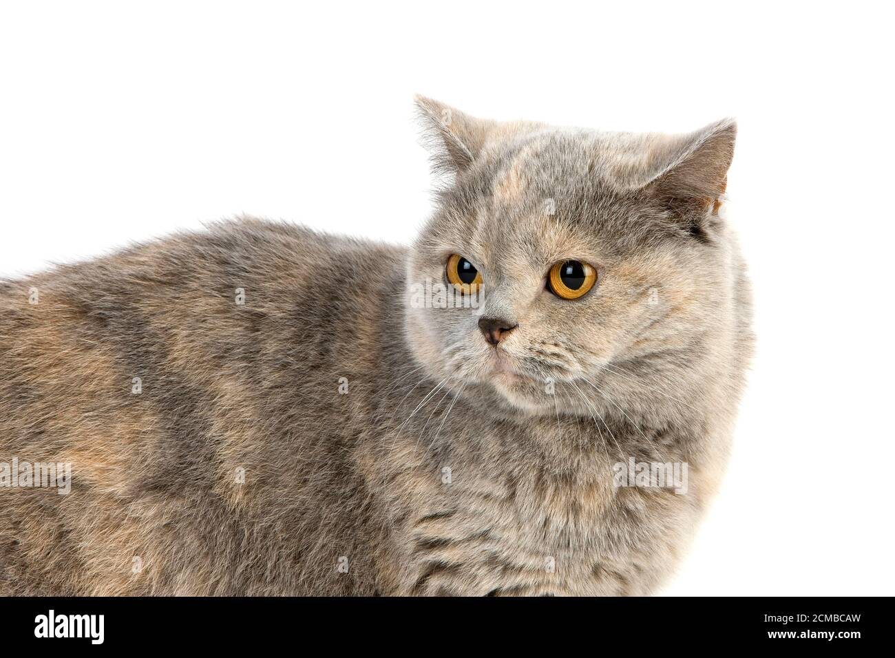 Blue Cream British Shorthair Domestic Cat, Female against White ...