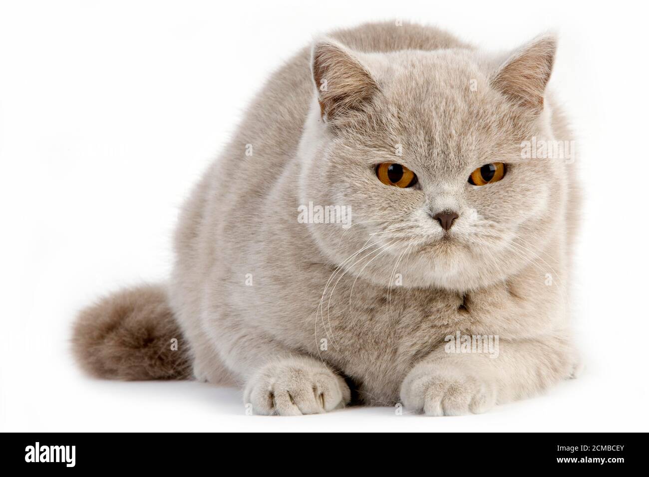 Lilac British Shorthair Domestic Cat, Female against White Background ...