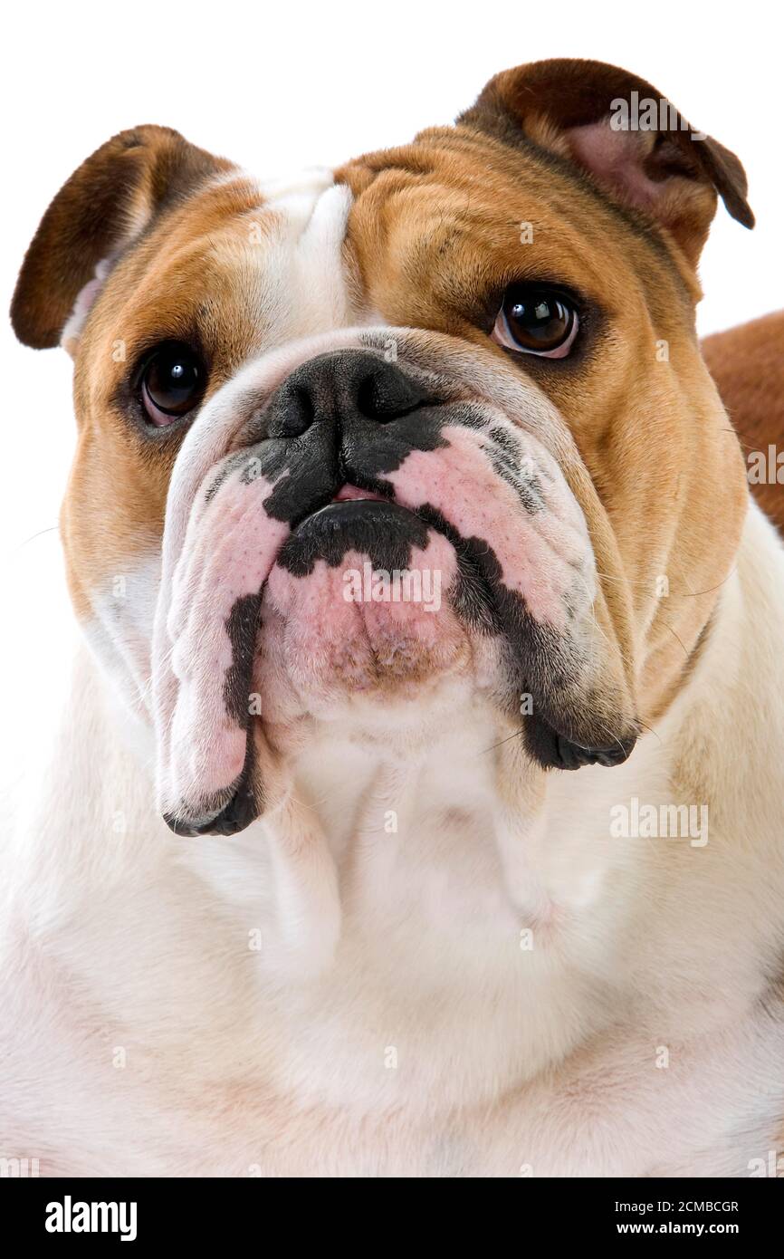 English Bulldog, Portrait of Female against White Background Stock ...