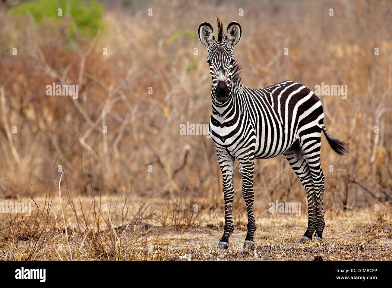 Preservation of african wildlife hi-res stock photography and images ...