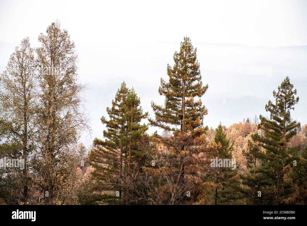 Bonny Doon, United States. 16th Sep, 2020. BONNY DOON, CALIFORNIA ...