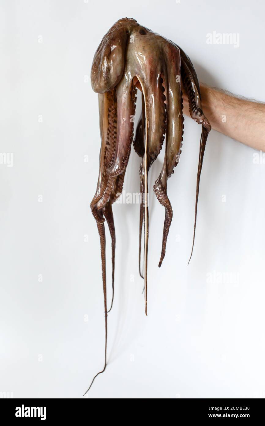 Seafood, hand holding a whole raw big octopus over white background ...