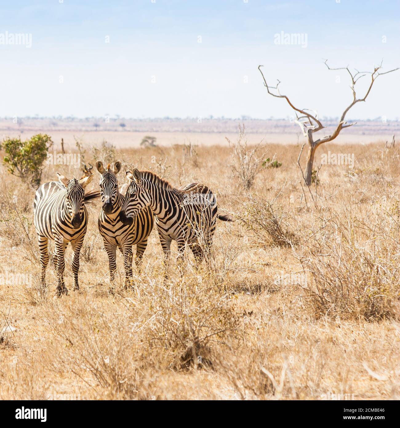 Zebras looking at camera hi-res stock photography and images - Alamy