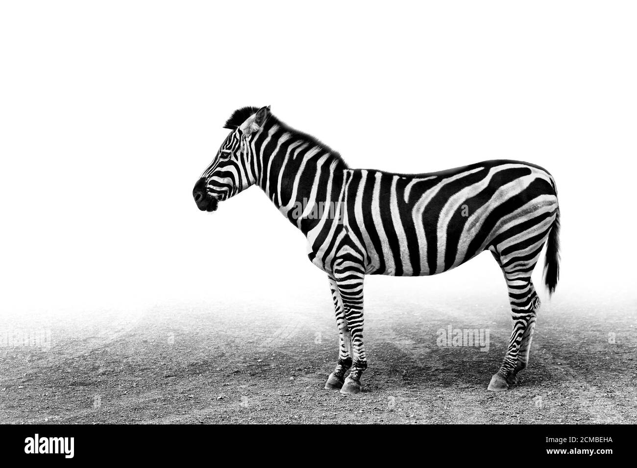 Grayscale shot of a zebra on the road with a white background Stock ...