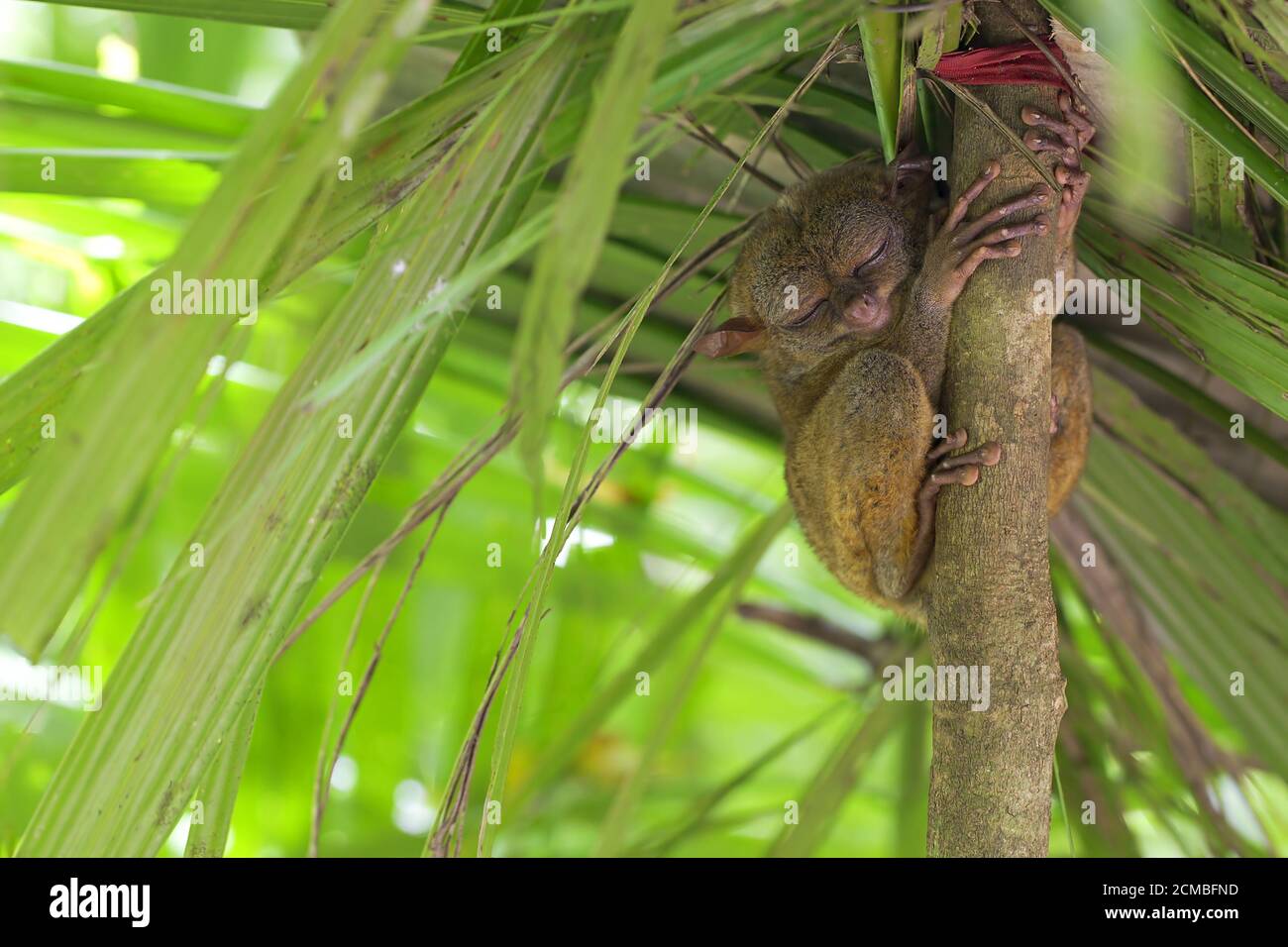Tarsier species hi-res stock photography and images - Alamy