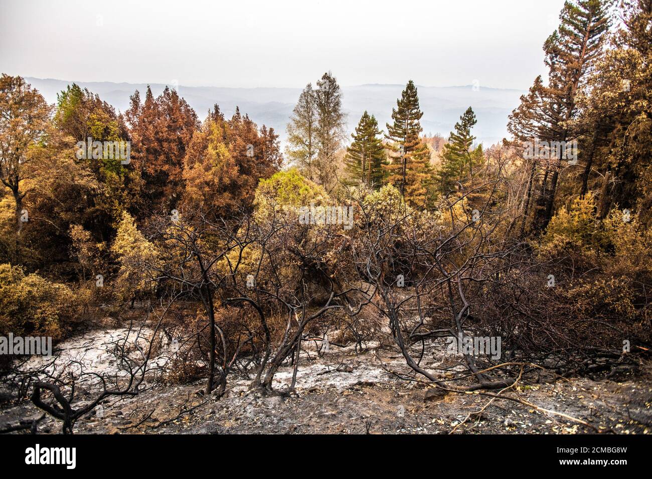 BONNY DOON, CALIFORNIA - SEPTEMBER 16: A general view of burned trees ...