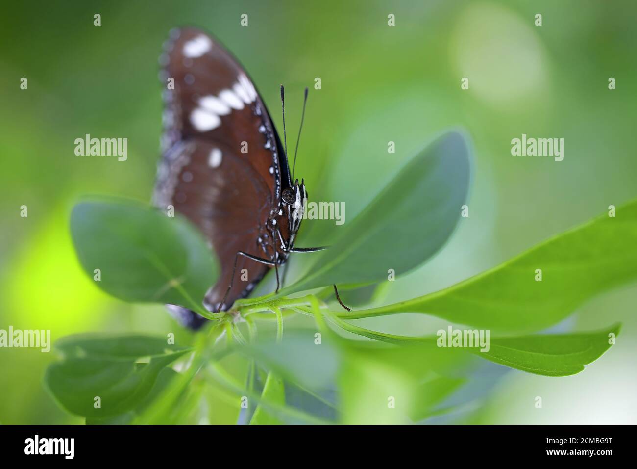 Common Crow Butterfly Stock Photo - Alamy