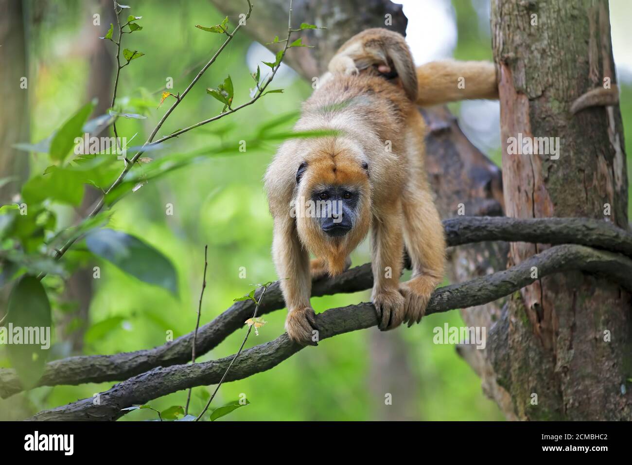 Mantled Howler Monkey Stock Photo - Alamy