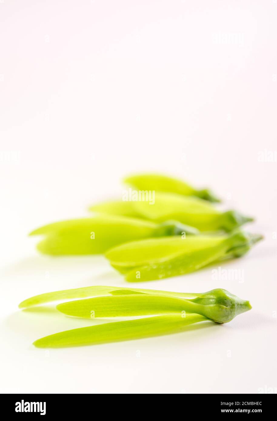 Meranti tree hi-res stock photography and images - Alamy