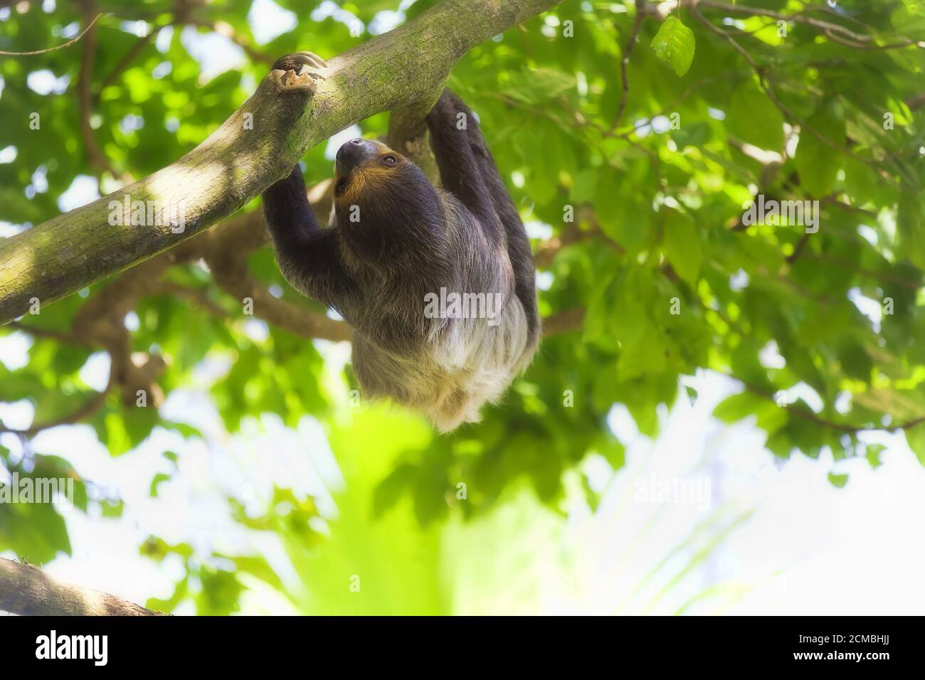 Two toed sloth climbing down tree hi-res stock photography and images ...