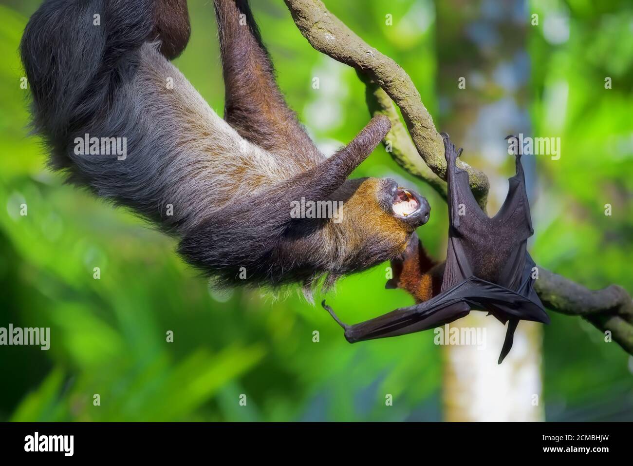 Two toed sloth hi-res stock photography and images - Alamy