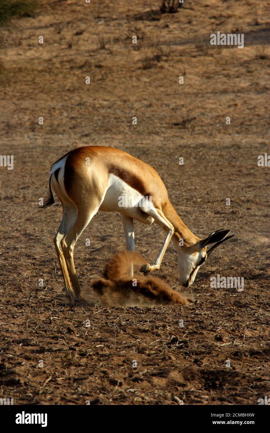 african animals and landscape Stock Photo - Alamy
