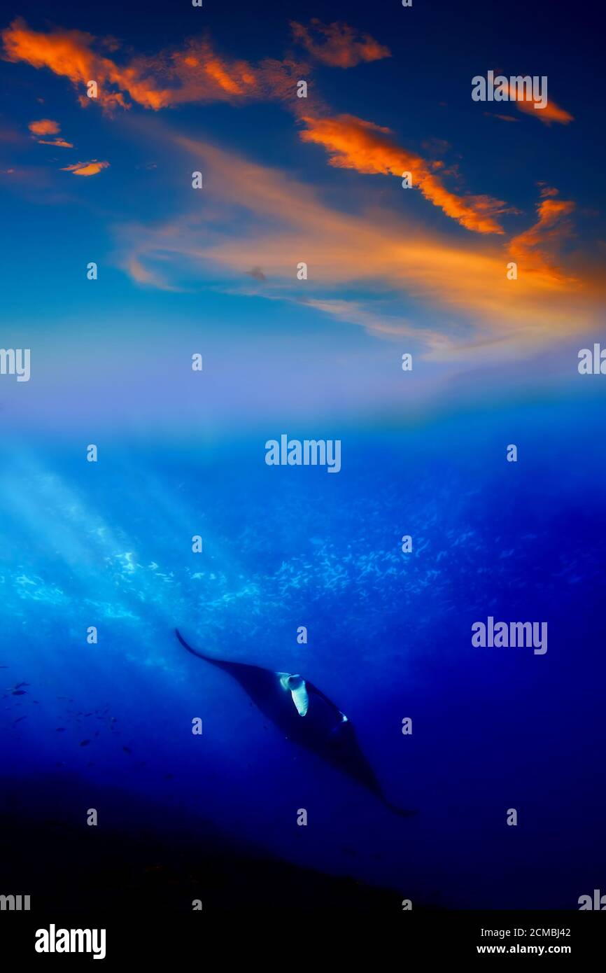 Manta ray in water hi-res stock photography and images - Alamy