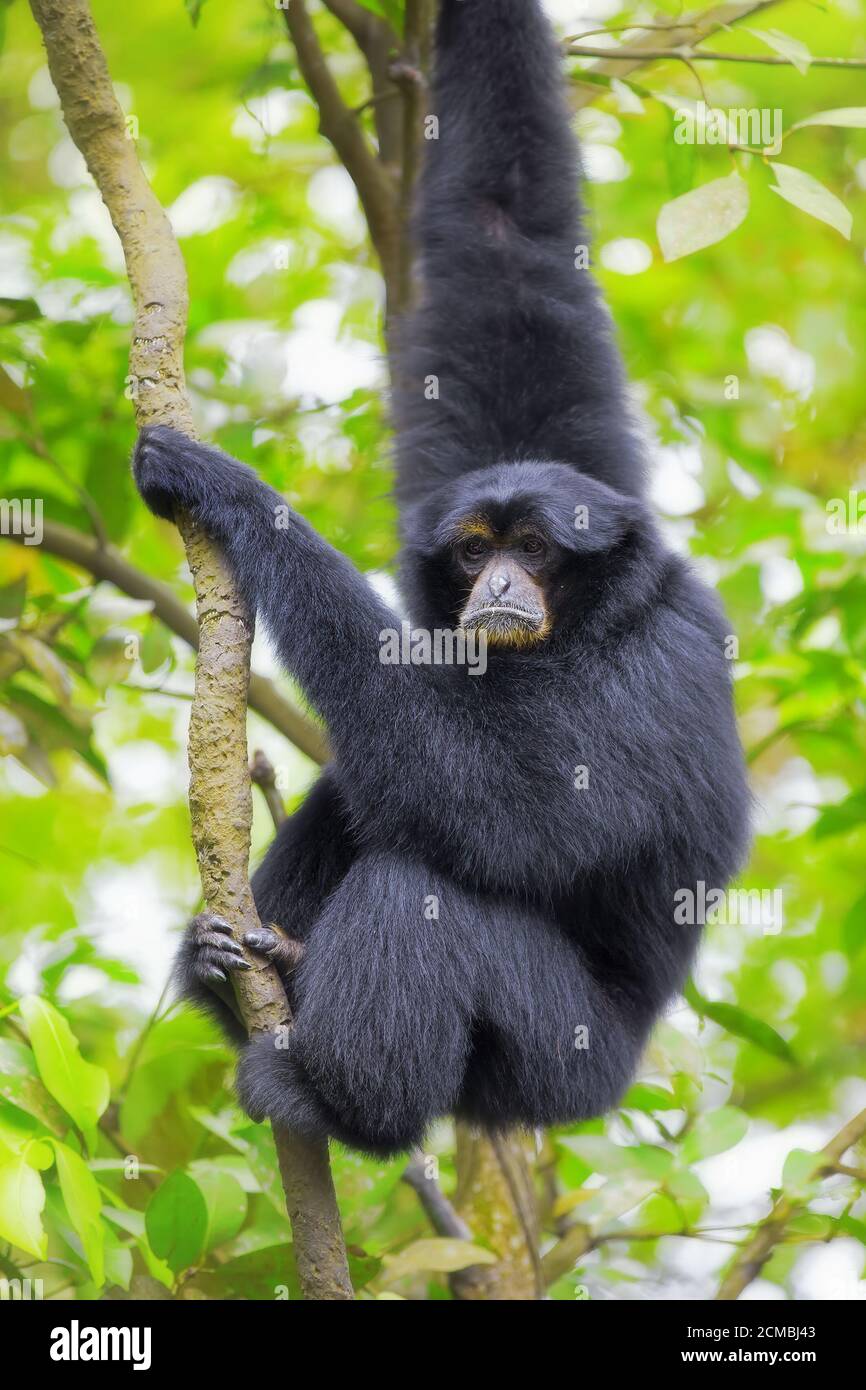 Siamang Gibbon Stock Photo - Alamy