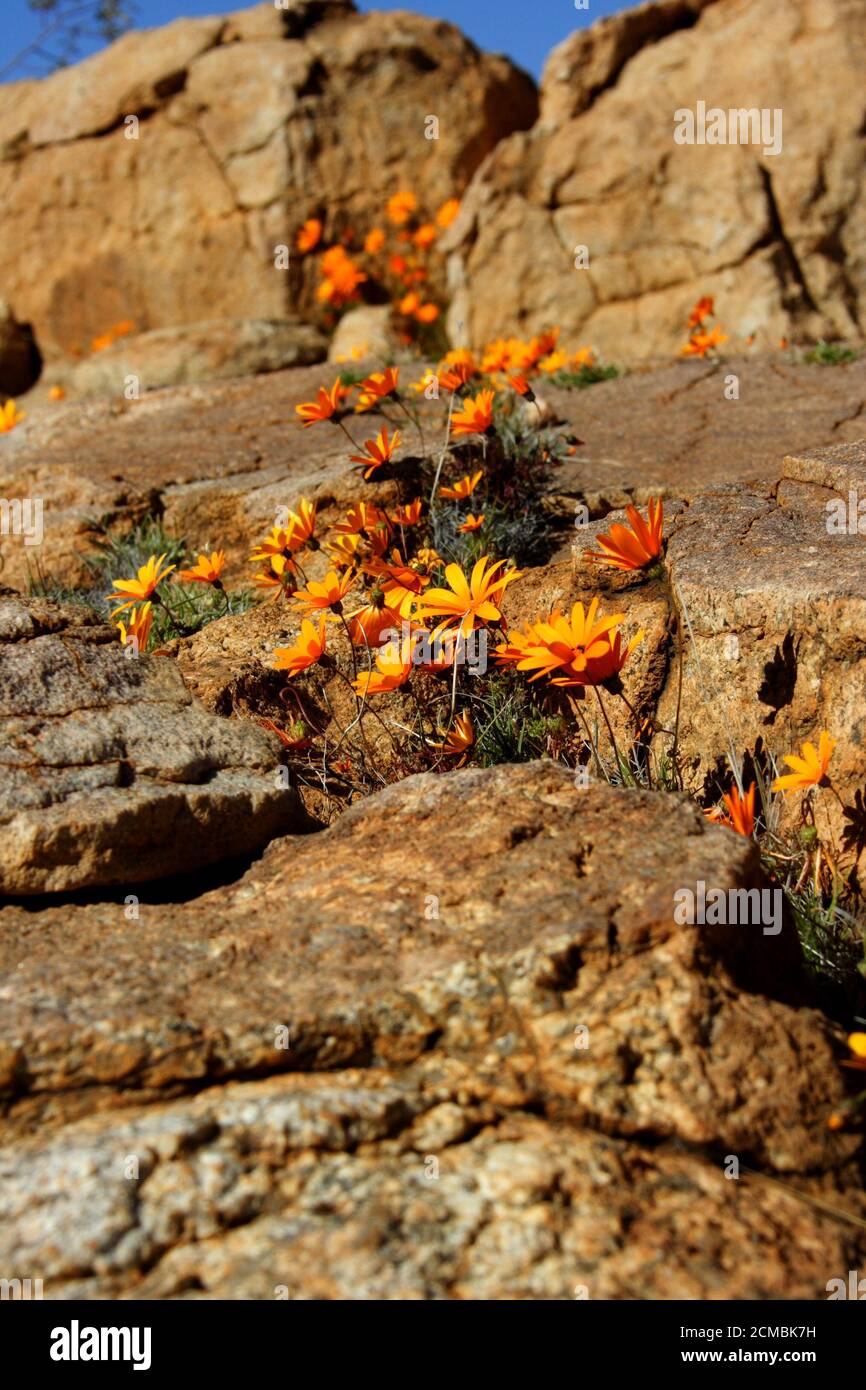 african animals and landscape Stock Photo - Alamy