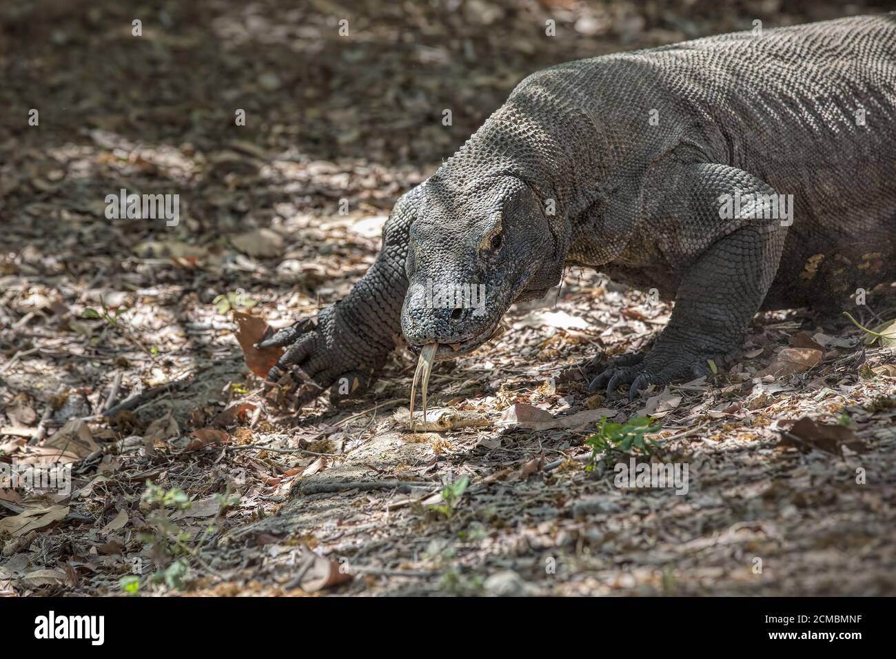 Dragon charging hi-res stock photography and images - Alamy