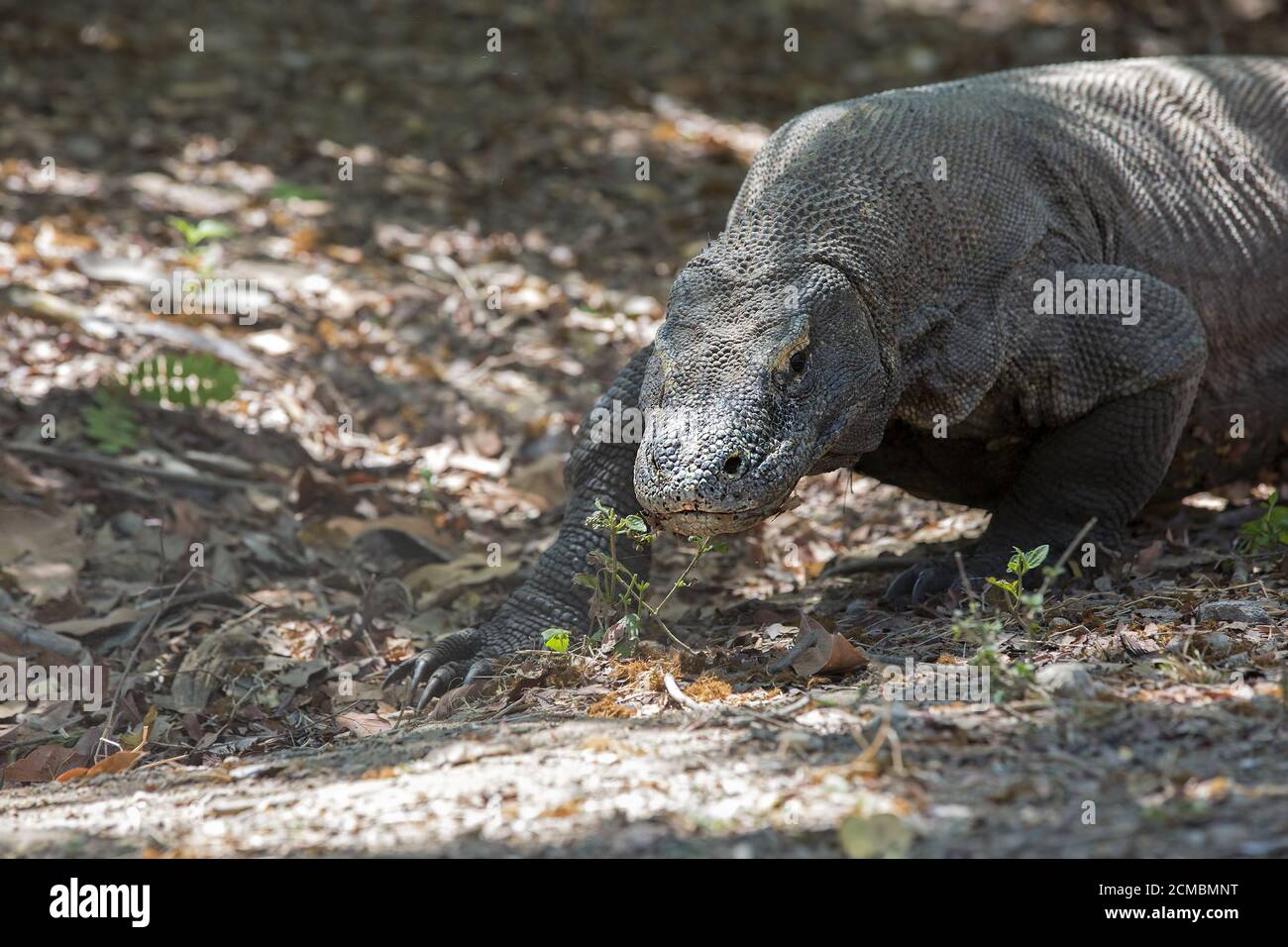 Scary komodo dragon hi-res stock photography and images - Alamy