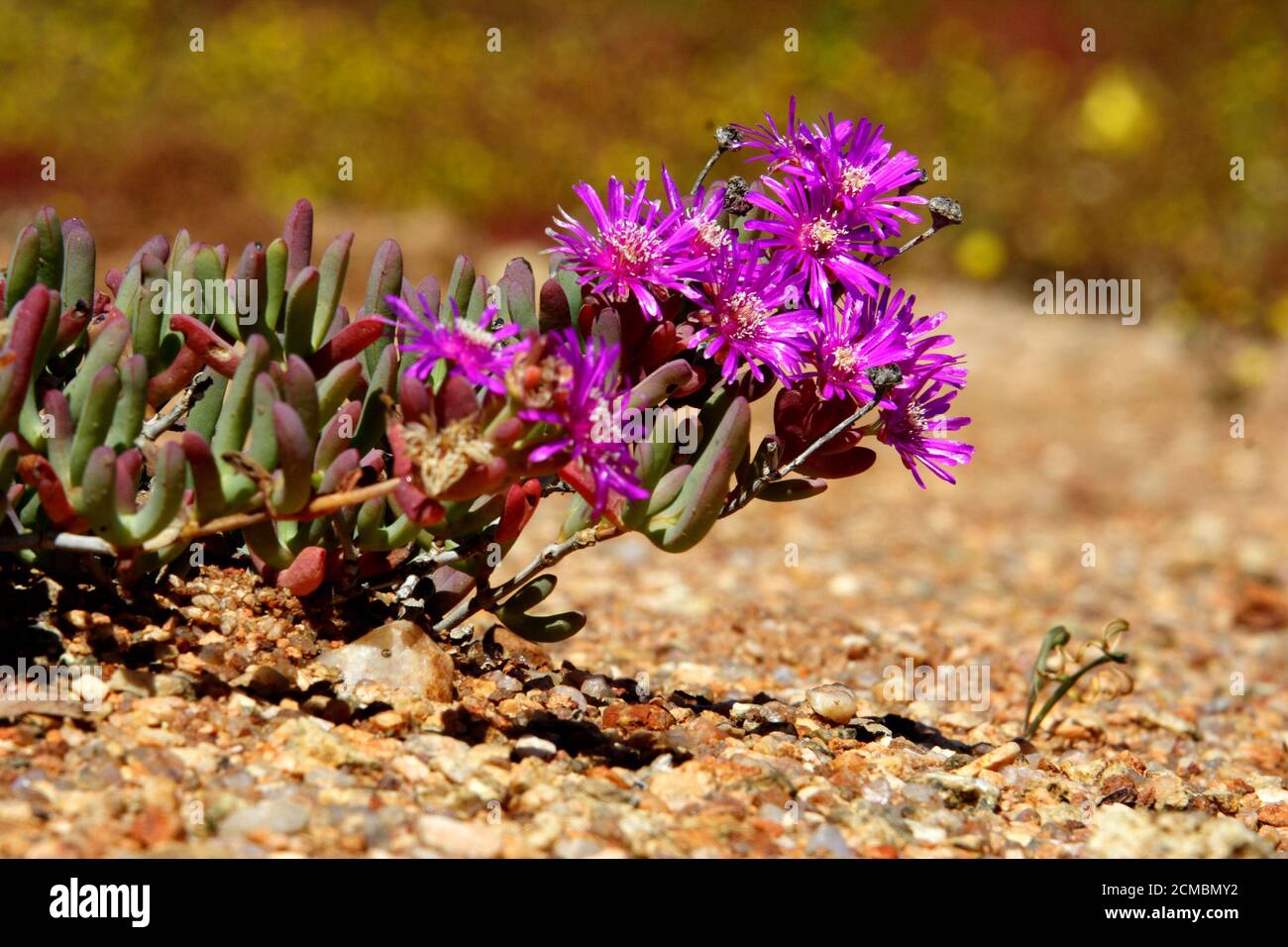 african animals and landscape Stock Photo - Alamy