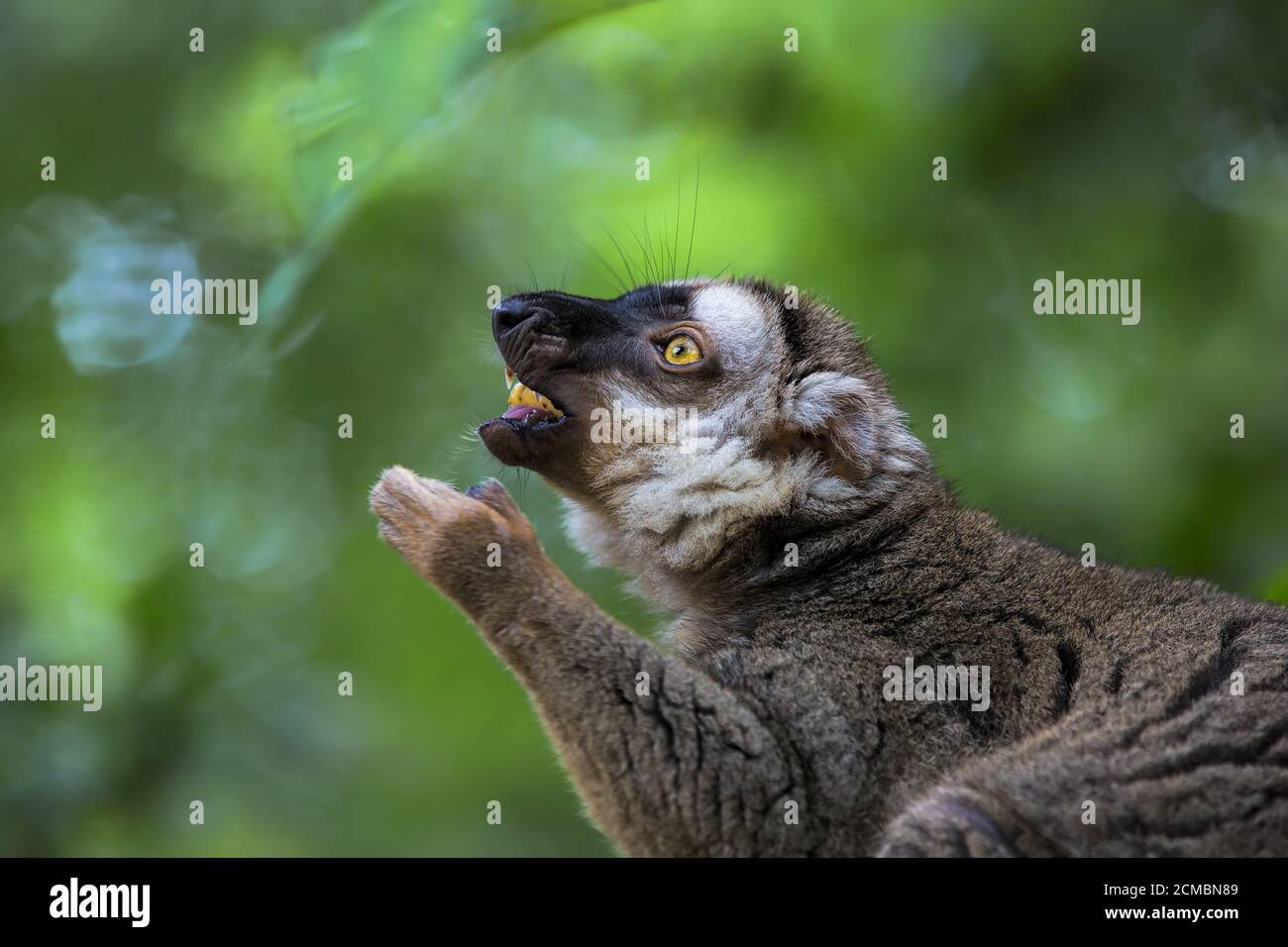 Portrait lemur hi-res stock photography and images - Alamy
