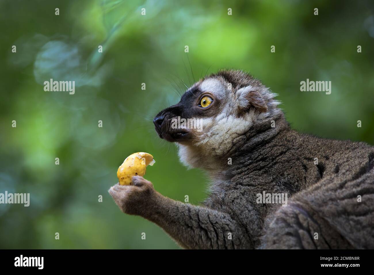 Lemur portrait hi-res stock photography and images - Alamy