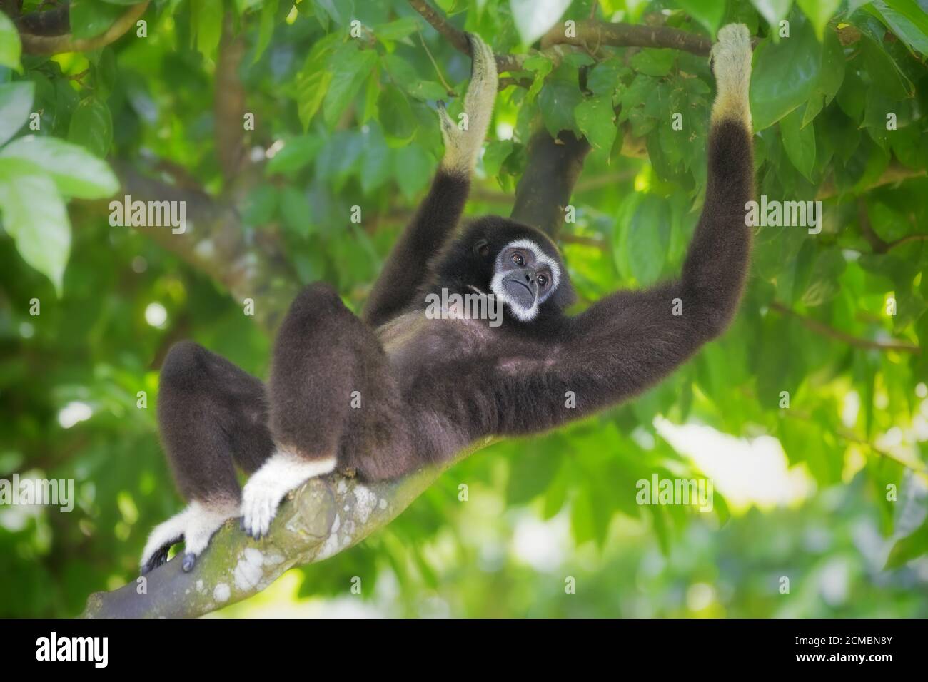 Monkey gibbon hi-res stock photography and images - Alamy