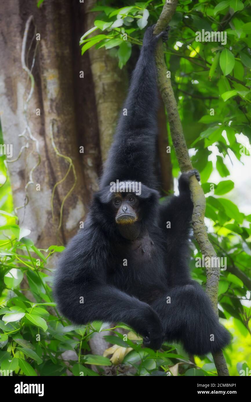 Asian gibbon hi-res stock photography and images - Alamy