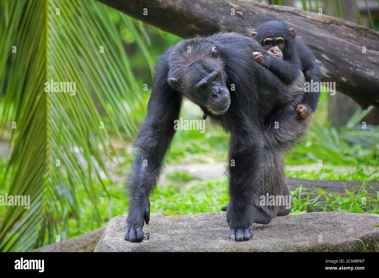 Common chimpanzee hi-res stock photography and images - Alamy