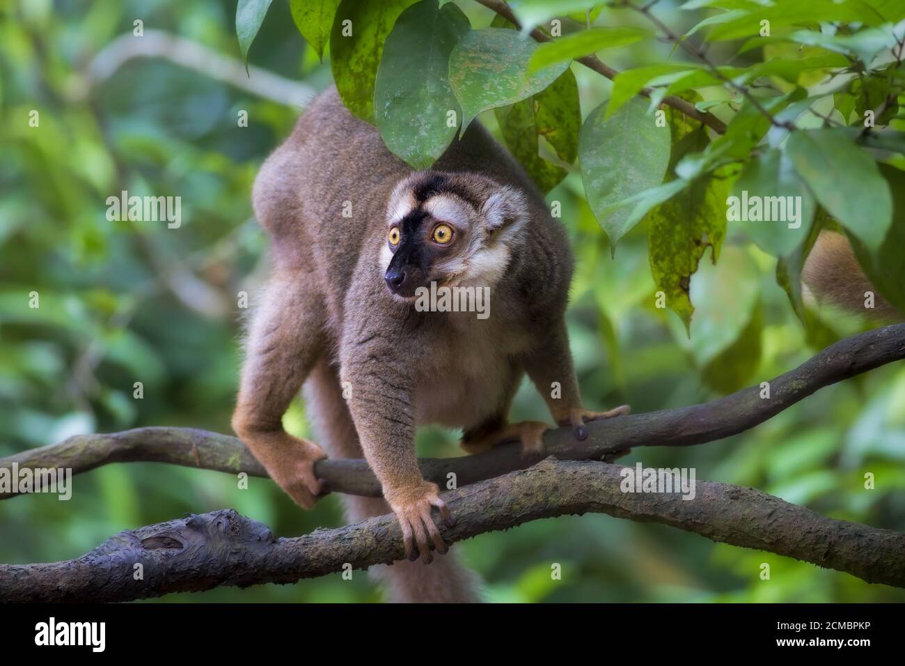 Lemur portrait hi-res stock photography and images - Alamy