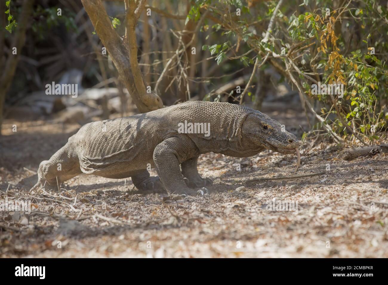 Scary komodo dragon hi-res stock photography and images - Alamy
